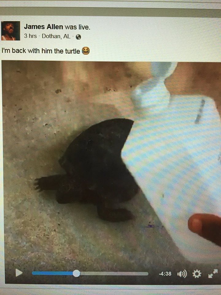 GRAPHIC WARNING: Alabama police arrest man who lit turtle on fire ...